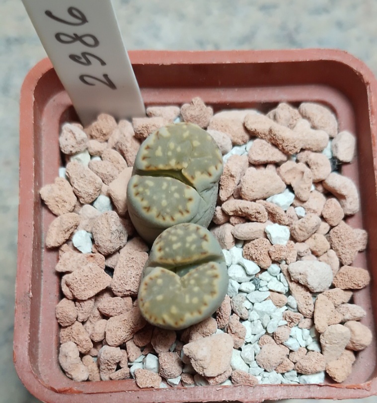 2986 Lithops fulleri v.brunea — Cactus-shop