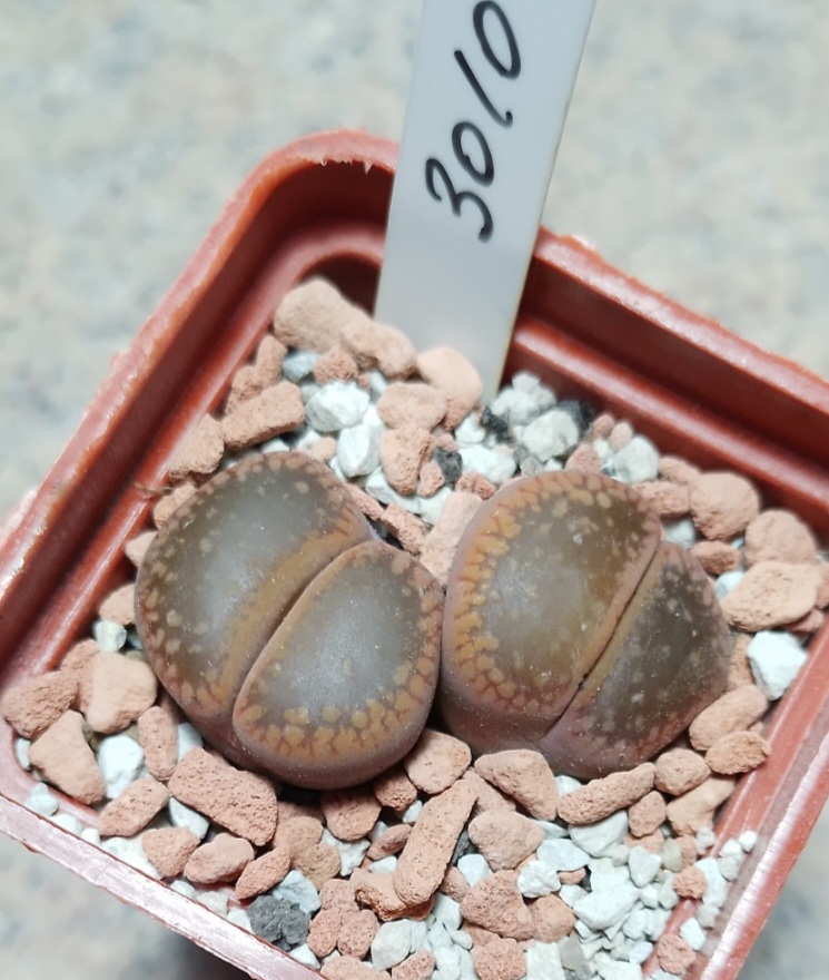3010 Lithops aucampiae C255 — Cactus-shop