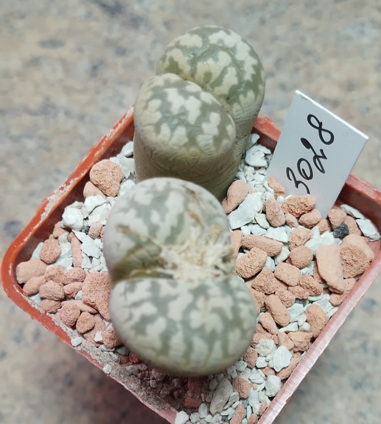 3028 Lithops karasmontana v. bella — Cactus-shop