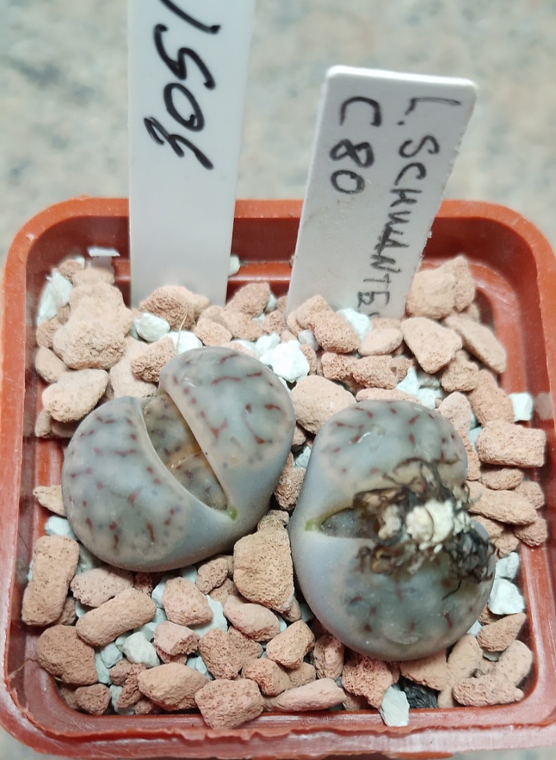 3051 Lithops schwantesii C80 — Cactus-shop