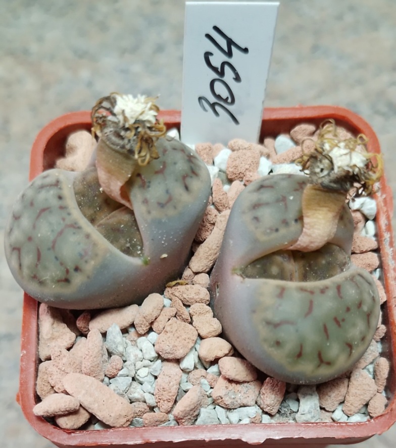 3054 Lithops schwantesii C80 — Cactus-shop