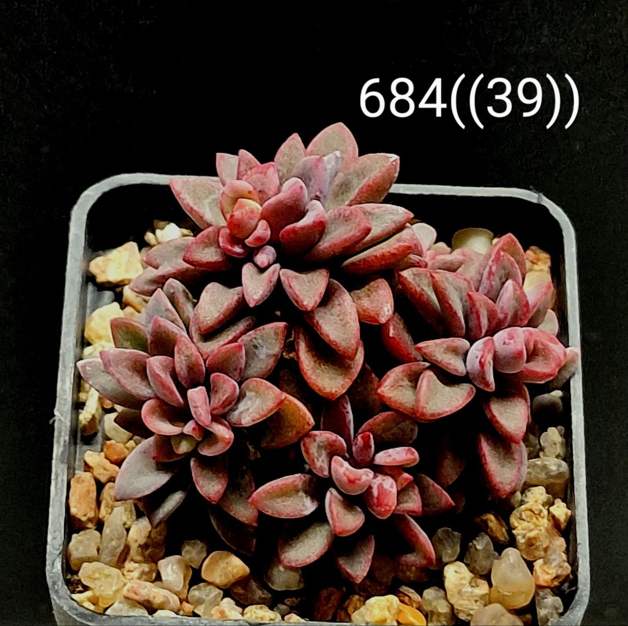 Pachyphytum hybrid (`Pearl Heart`)(5x5)-684((39)) — Cactus-shop