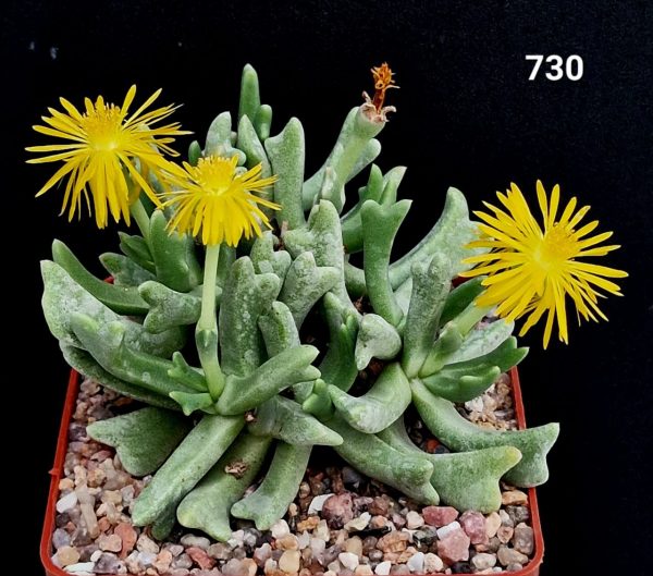 Rhombophyllum dolabriforme(10x10)-730(128) — Cactus-shop