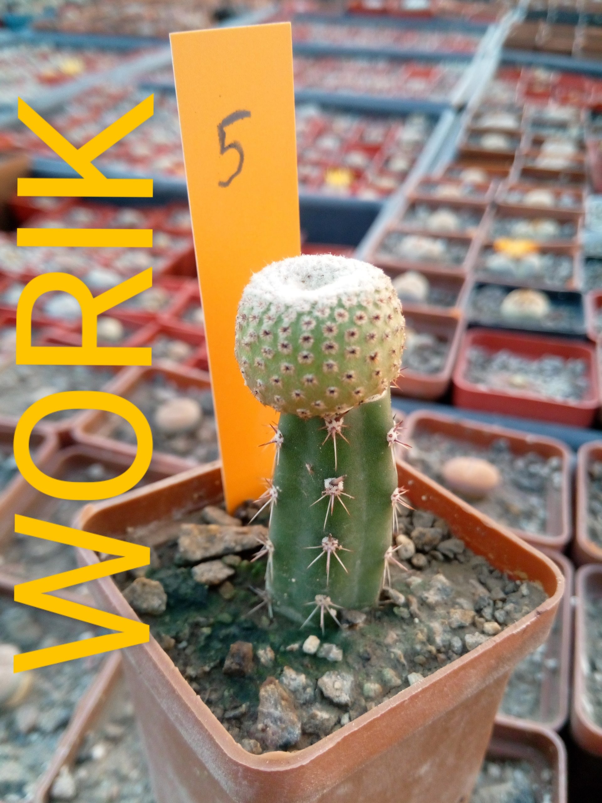 YAVIA CRYPTOCARPA — Cactus-shop