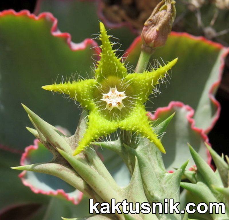 3101 Orbea dummeri -Isolo- — Cactus-shop