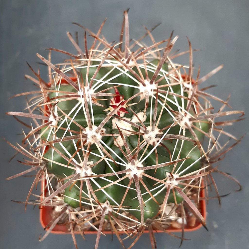 Ferocactus fordii 'borealis' Koehres — Cactus-shop