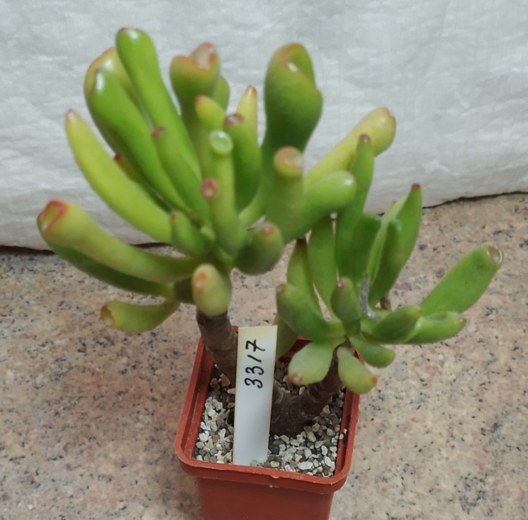 3317 Crassula ovata 'Coral' — Cactus-shop
