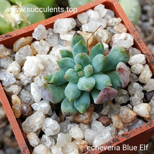 echeveria blue Elf — Cactus-shop