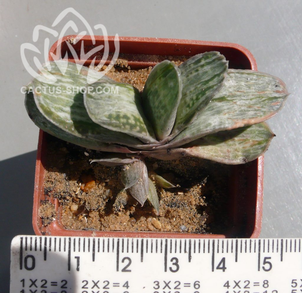 Gasteria disticha f variegata — Cactus-shop