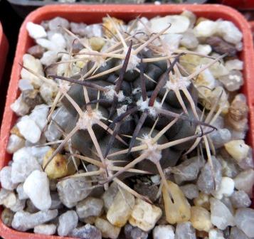 gymnocalycium megatae LB 4607 — Cactus-shop