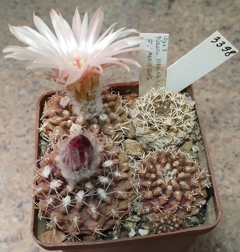 3398 Thelocephala napina v. mitis f.glabrescens MG1033.3 весь горшик ...