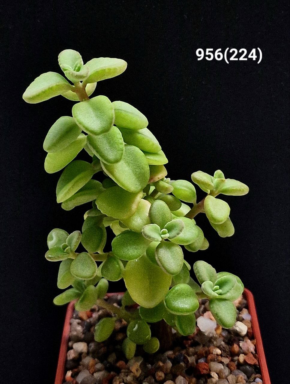 Plectranthus socotranus(7x7)-956(224) — Cactus-shop