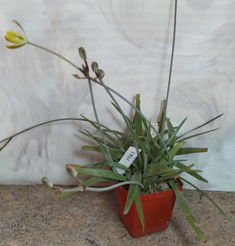 3523 Albuca sp — Cactus-shop