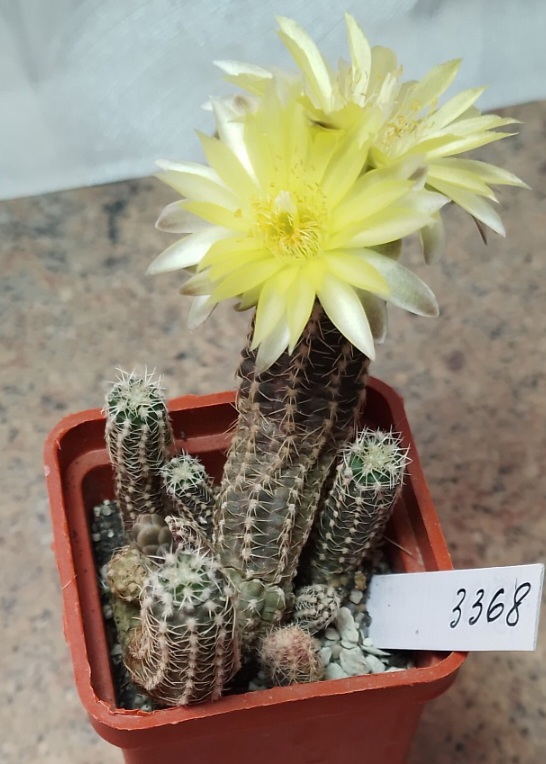 3368 Gymnocalycium andreae v. fechseri весь горшик — Cactus-shop
