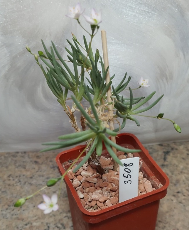 3508 Tylecodon aff. striatus — Cactus-shop