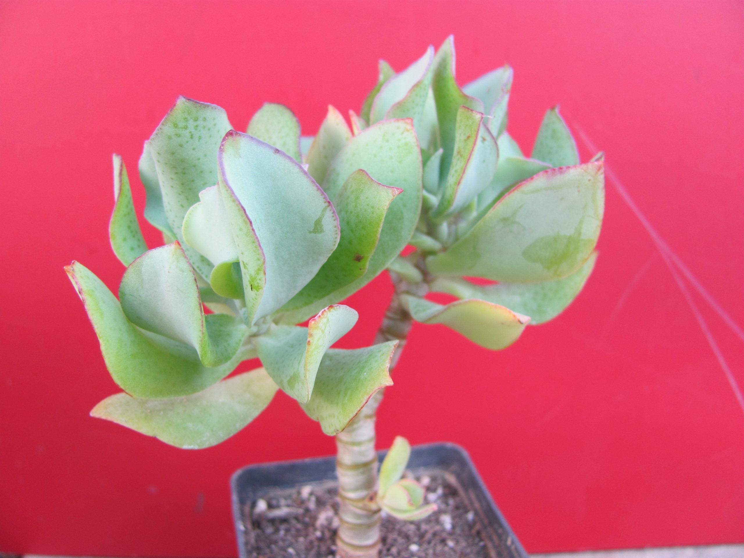 Crassula Blue Bird — Cactus-shop