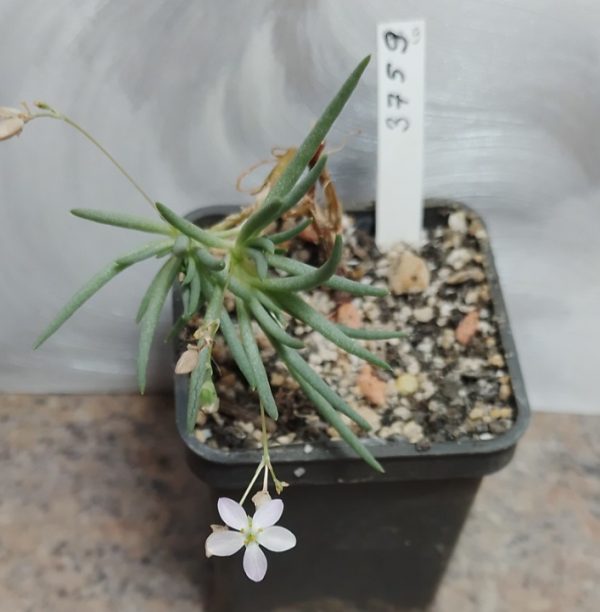 3759 Tylecodon aff. striatus — Cactus-shop