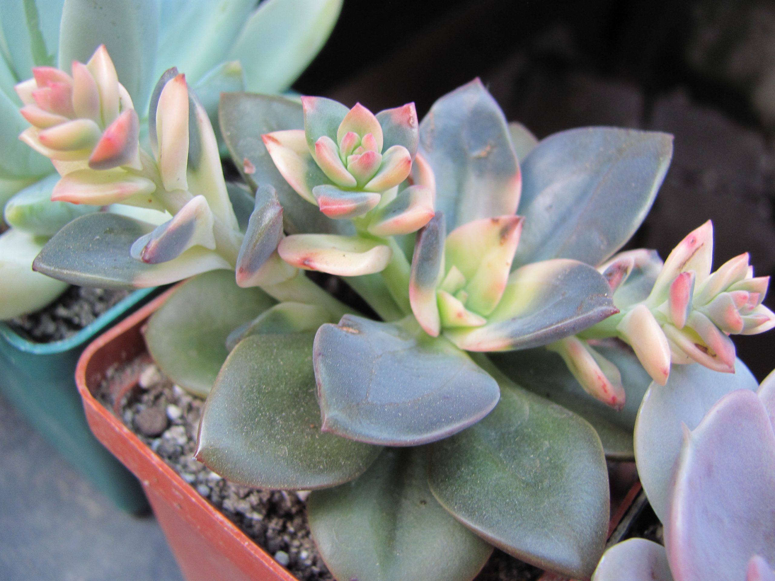 Echeveria Chroma — Cactus-shop