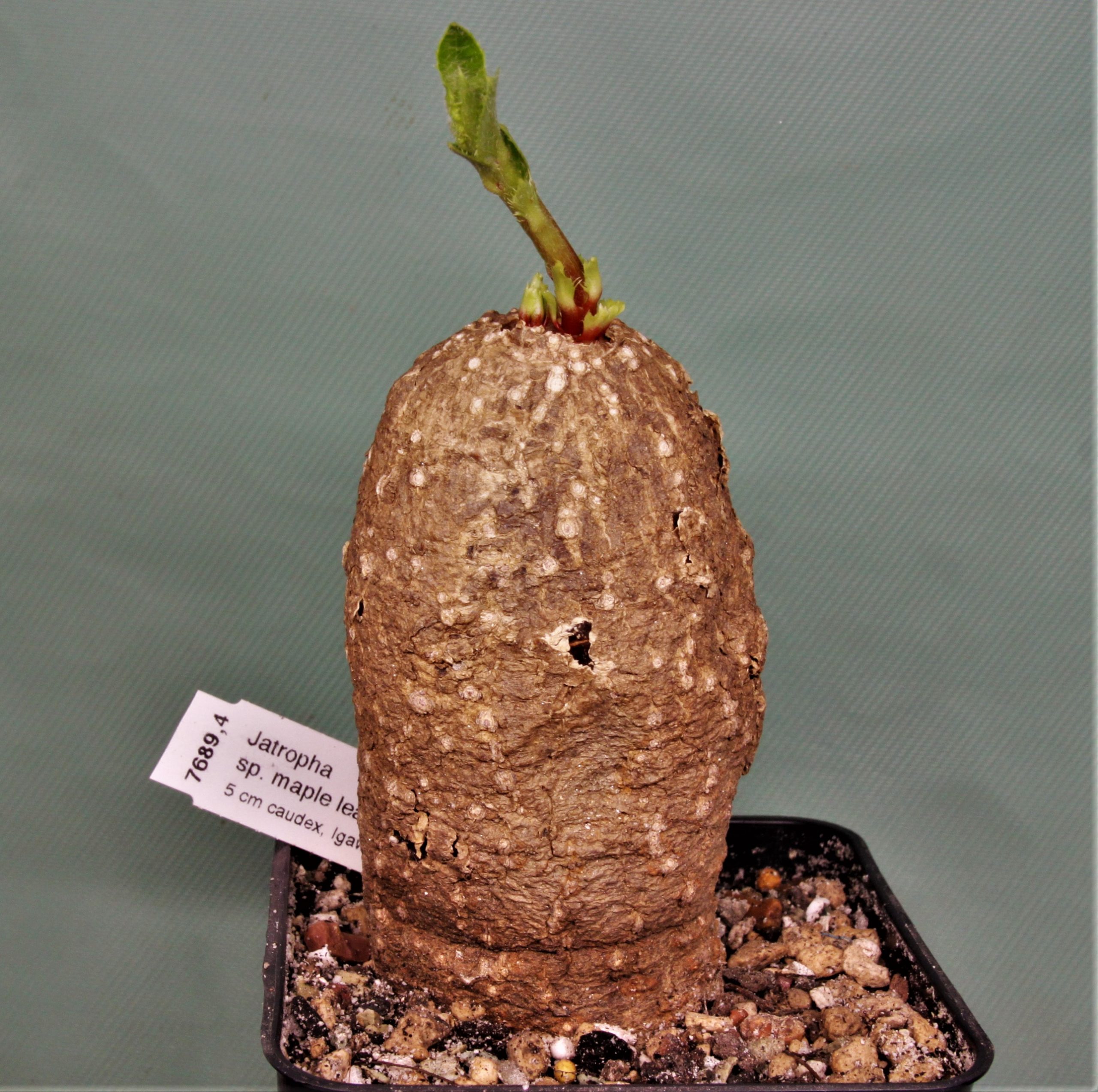 Jatropha-sp.-Maple-leaf.-Igawa.-Tanzania — Cactus-shop
