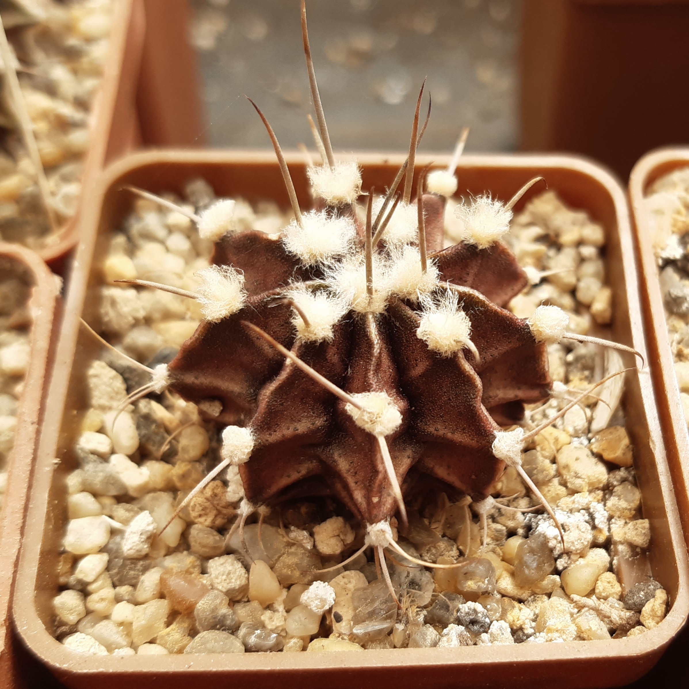 Gymnocalycium stenopleurum P435 Americo Picco, Nueva Asuncion, Paraguay ...