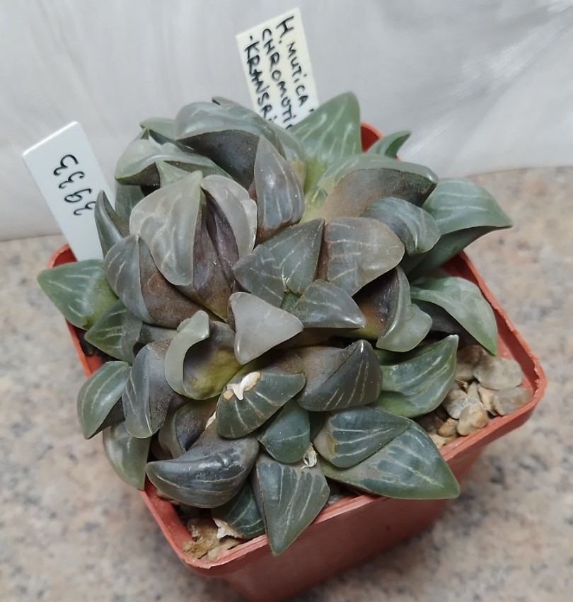 3933 Haworthia mutica v.nigra -Kransrivier- весь горшик — Cactus-shop