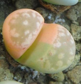 lithops olivacea c109 variegata — Cactus-shop