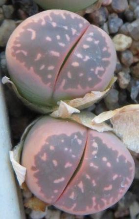 lithops olivacea c109 — Cactus-shop