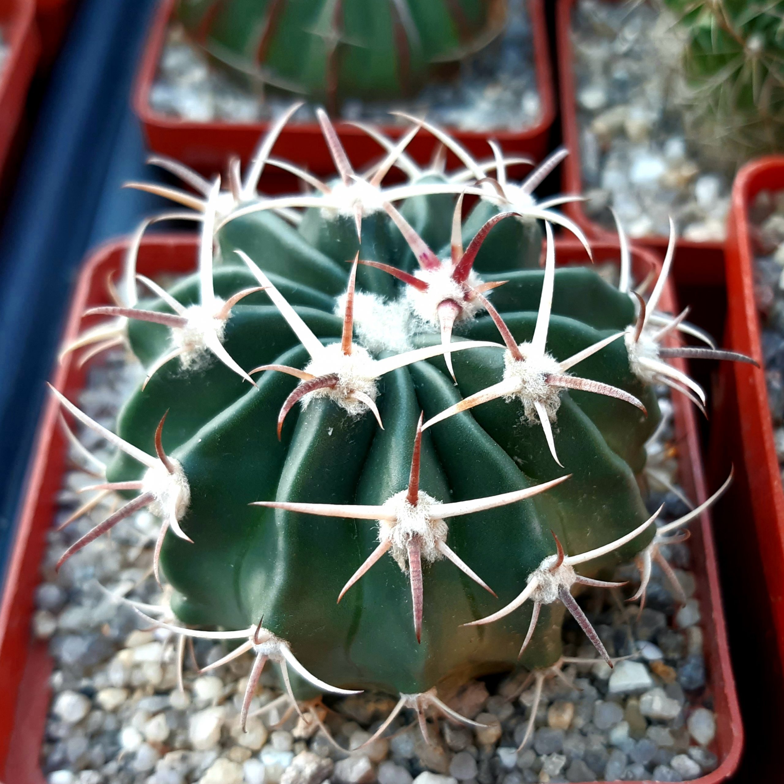 Homalocephala (=Echinocactus) texensis — Cactus-shop