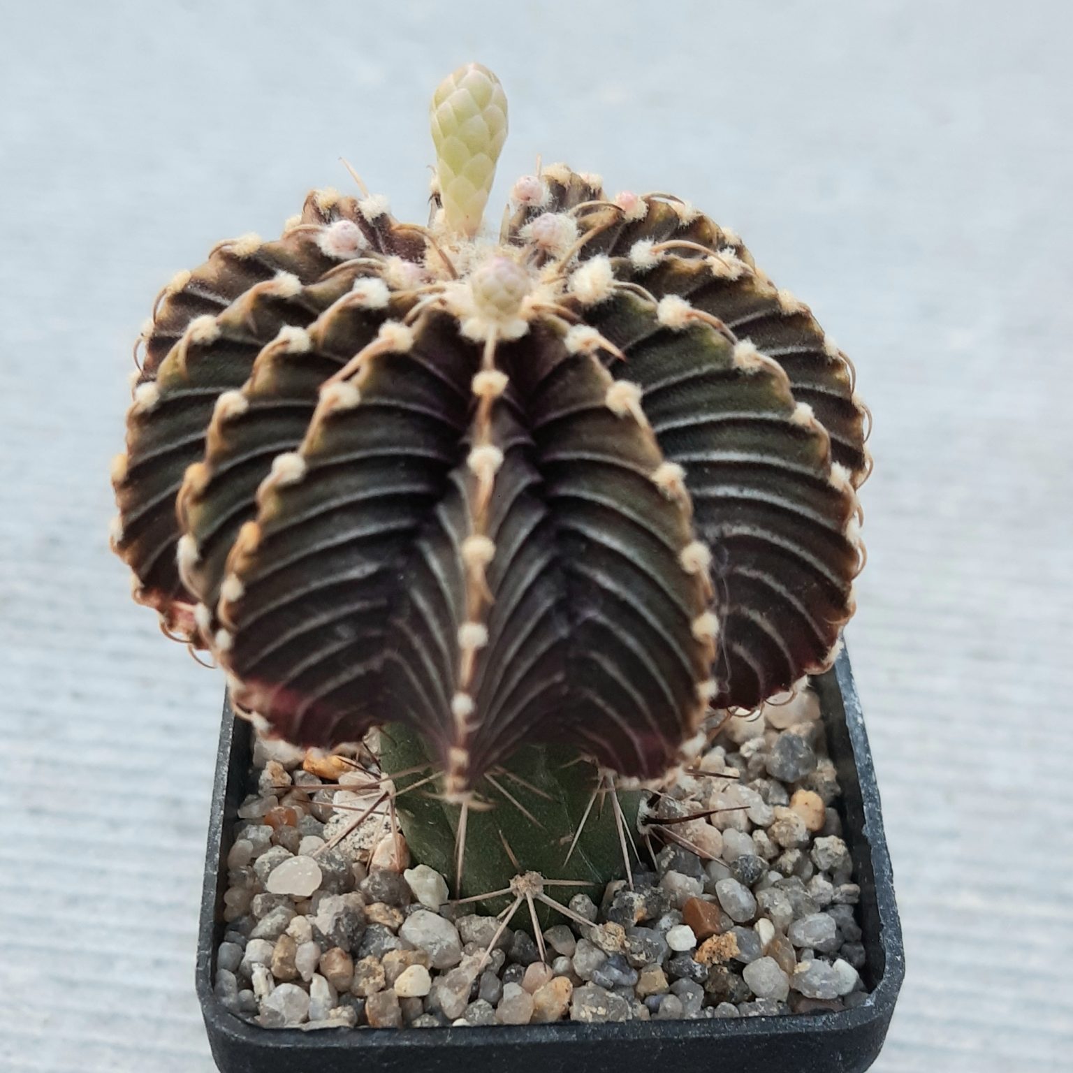 Gymnocalycium friedrichii 'angustostriatum' LB2178 Aqua Dulce, Alto ...