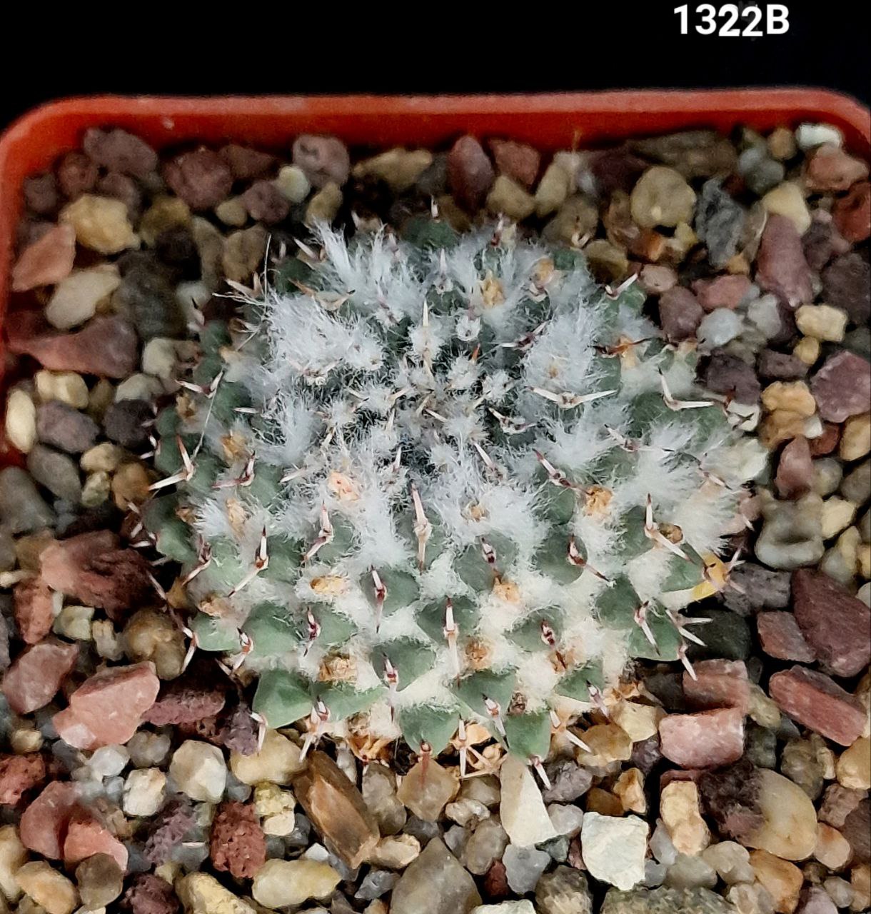 Mammillaria sempervivi- KK 1213(7x7)-1322B — Cactus-shop