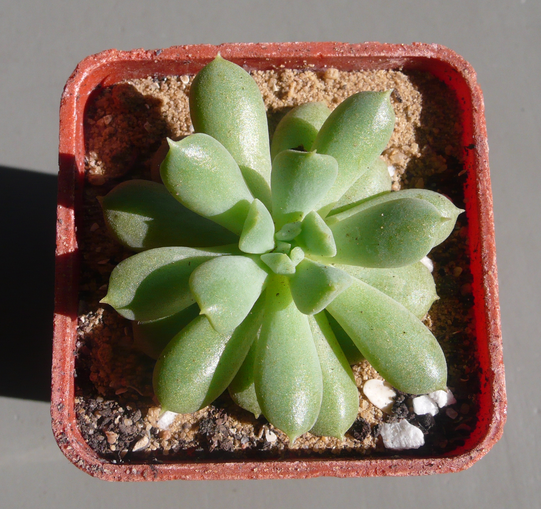 Echeveria Irish Mint — Cactus-shop