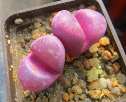 lithops optica rubra — Cactus-shop