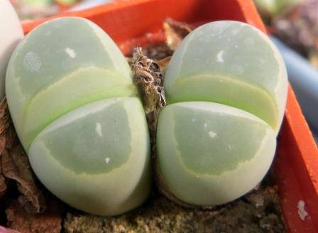 lithops olivacea c109 — Cactus-shop