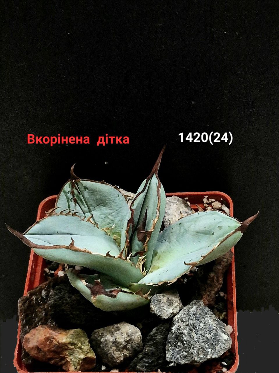 Agave titanota `White Ice`- Thayland (8x8)-1420(24) — Cactus-shop
