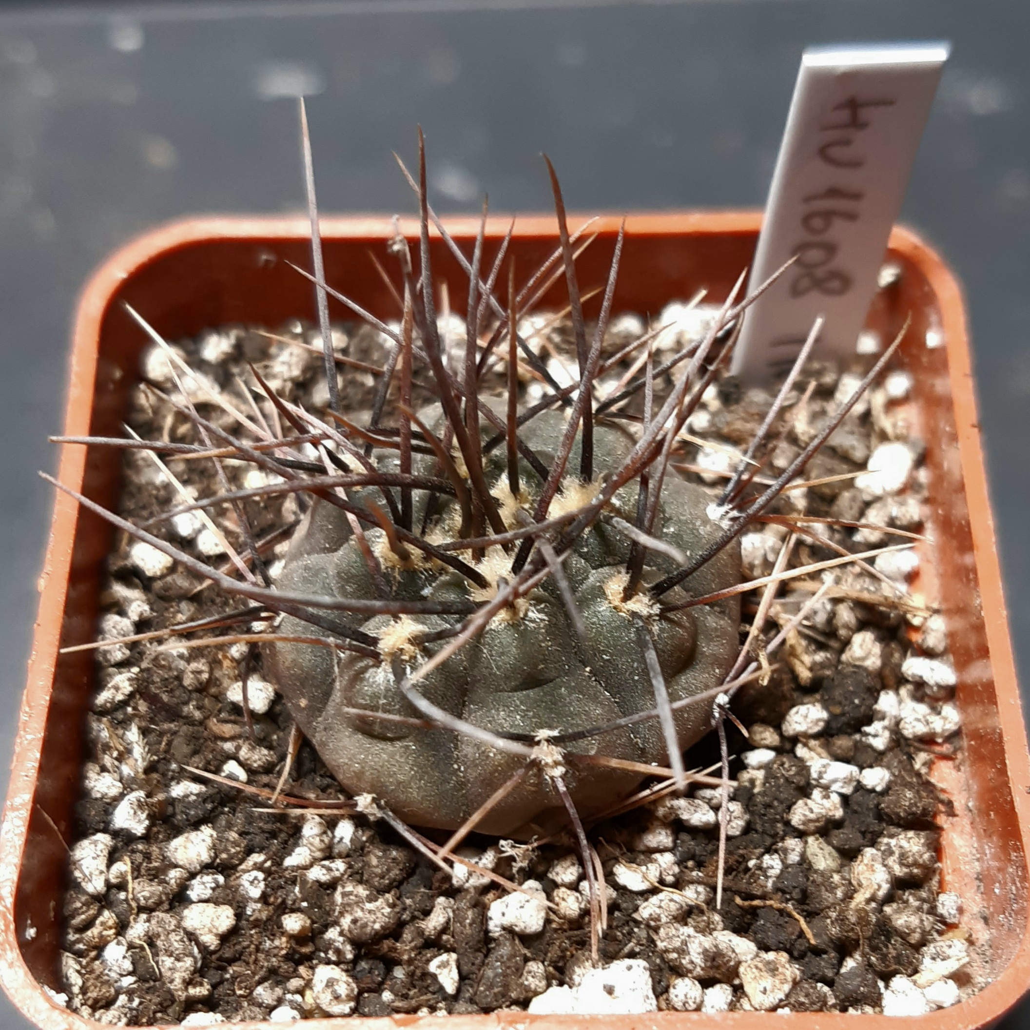 Gymnocalycium intertextum HU1608 Soto, Cordoba, Argentina — Cactus-shop