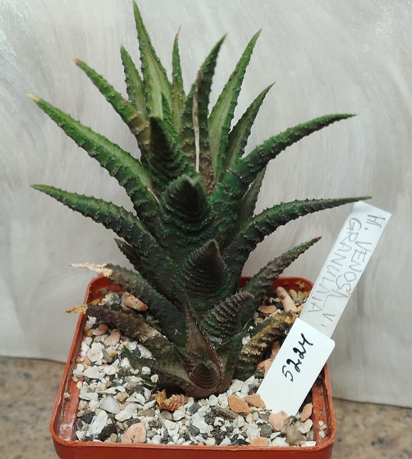 5224 Haworthia venosa v. granulata — Cactus-shop