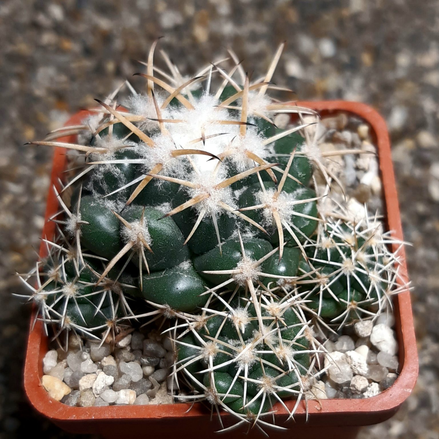 Товары — Страница 42 из 1670 — Cactus-shop
