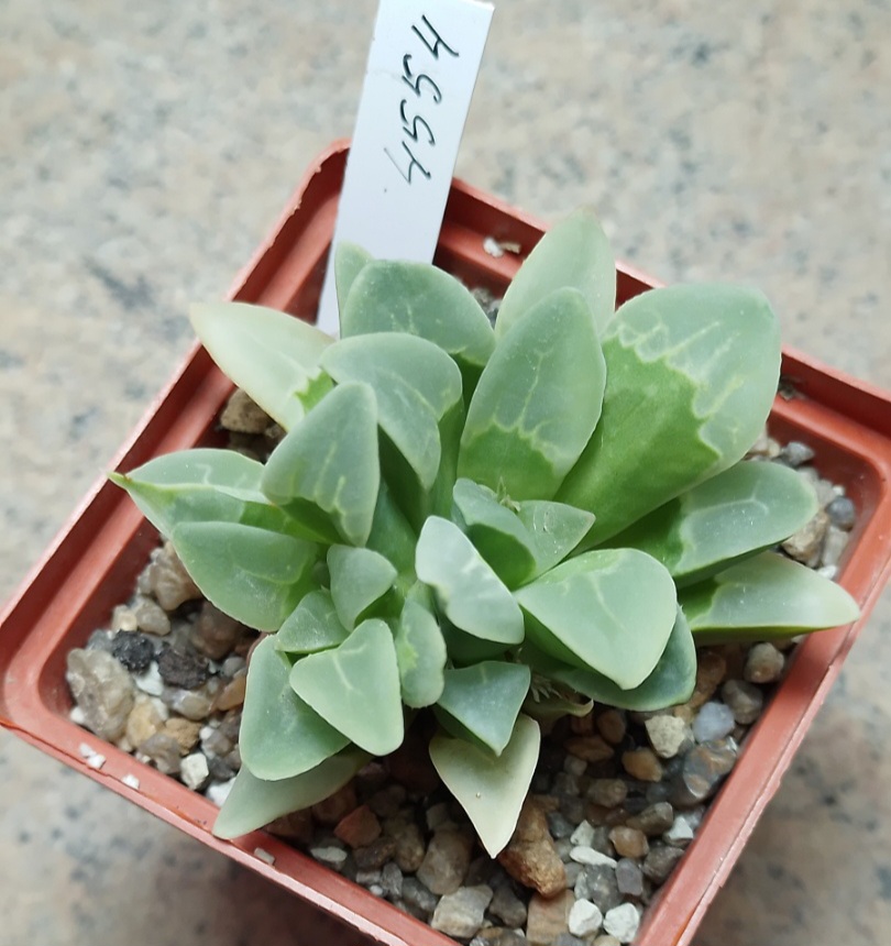 4554 Haworthia mutica весь горшик — Cactus-shop