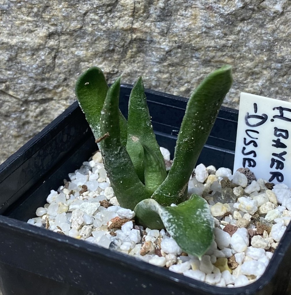 Haworthia scabra v. morisae -Koos Raubenheimer Dam- 2 — Cactus-shop