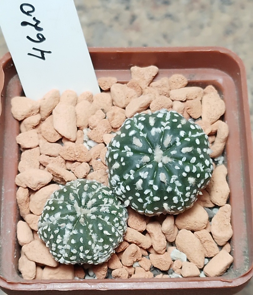 4620 Astrophytum asterias 'SK Miracle' весь горшик — Cactus-shop