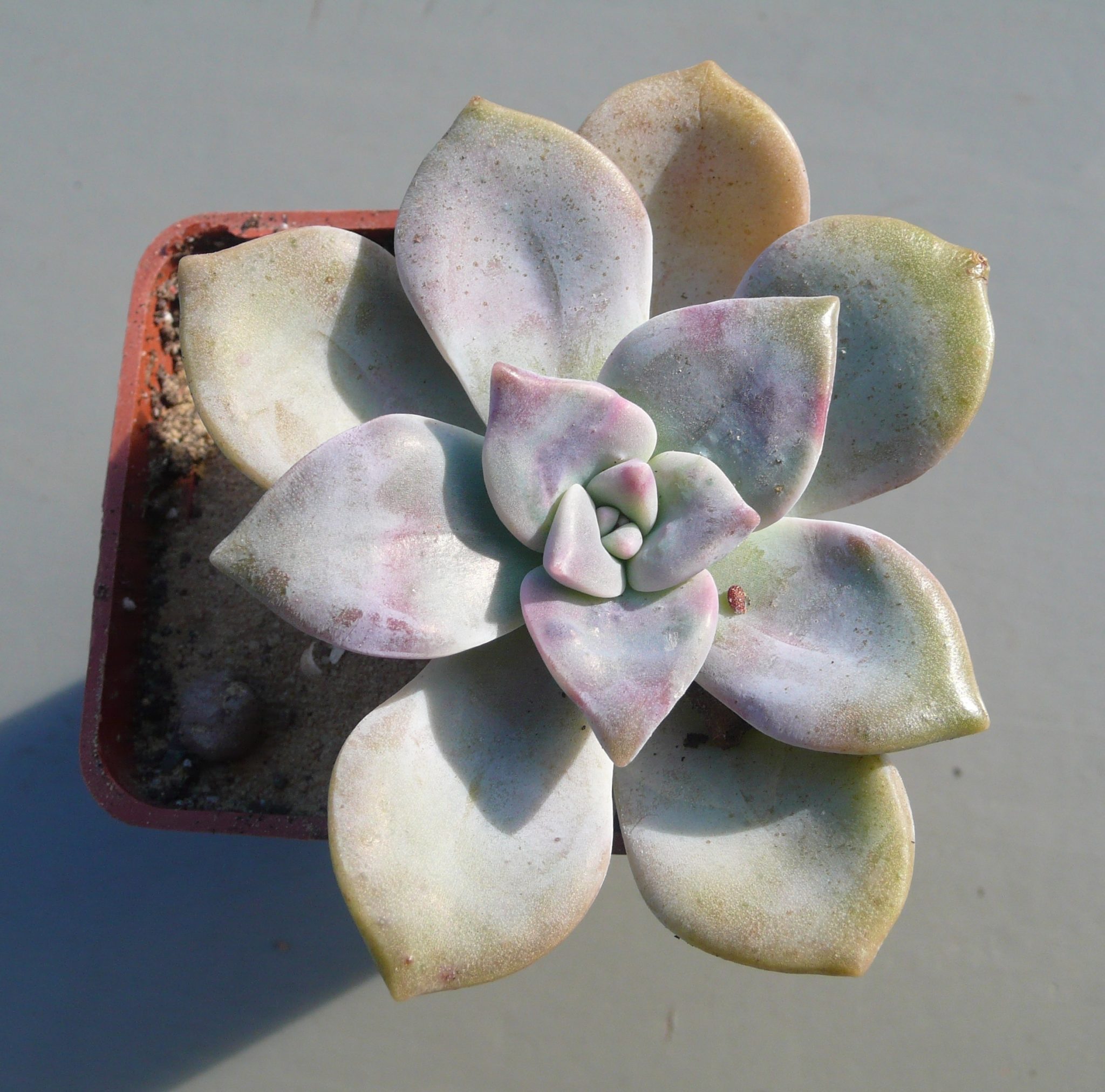 Graptopealum Snow White — Cactus-shop