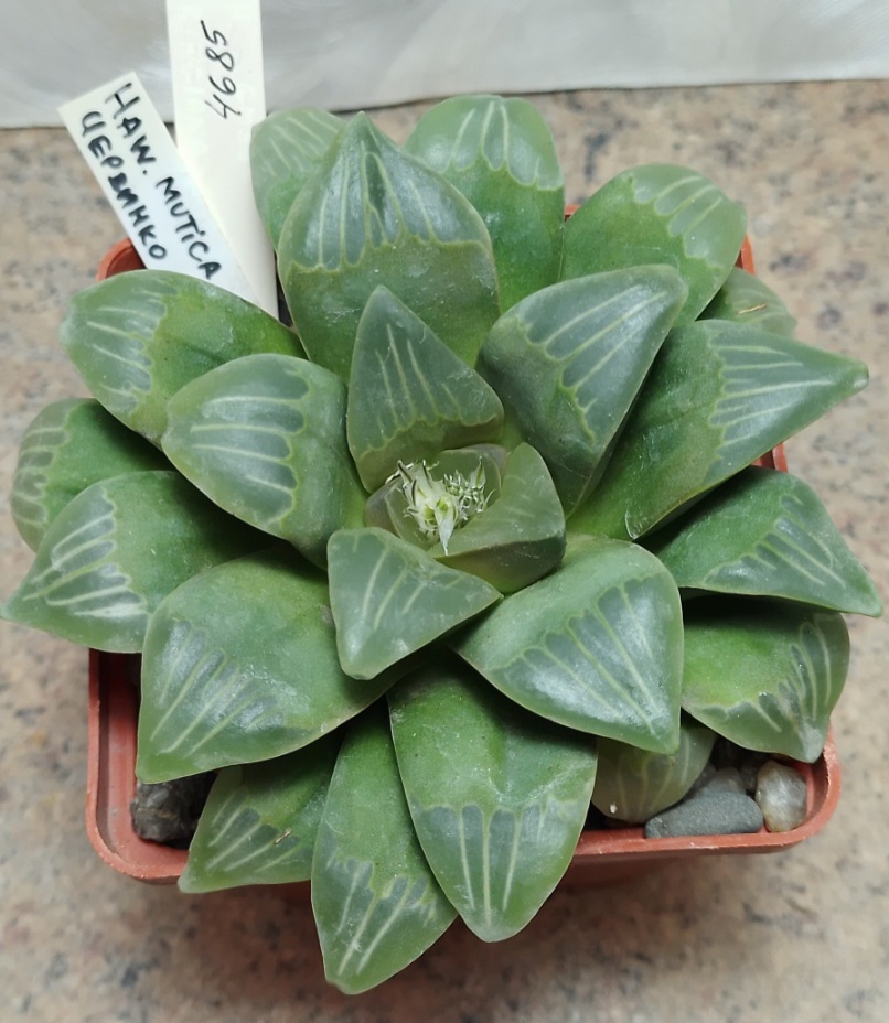 4685 Haworthia mutica — Cactus-shop