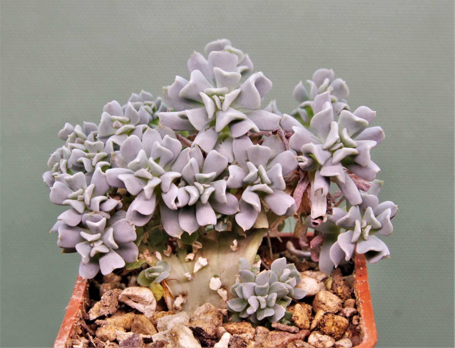 Товары — Cactus-shop