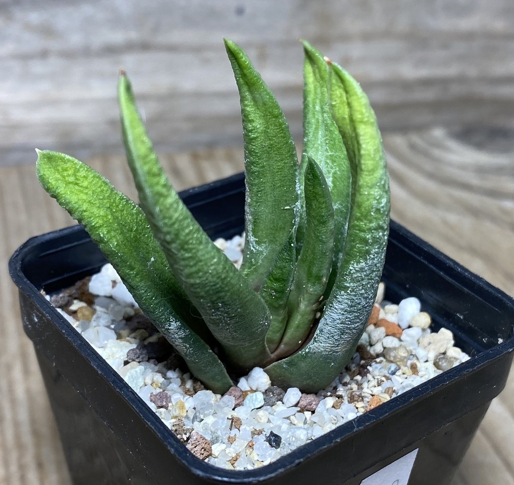 18373 Haworthia scabra v. morisae -Koos Raubenheimer Dam- — Cactus-shop