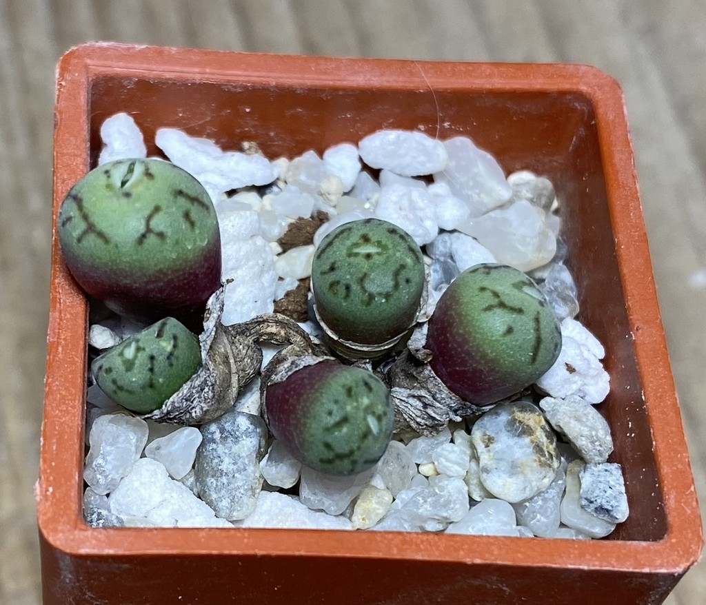 18380 Conophytum uviforme -Brakkies- — Cactus-shop