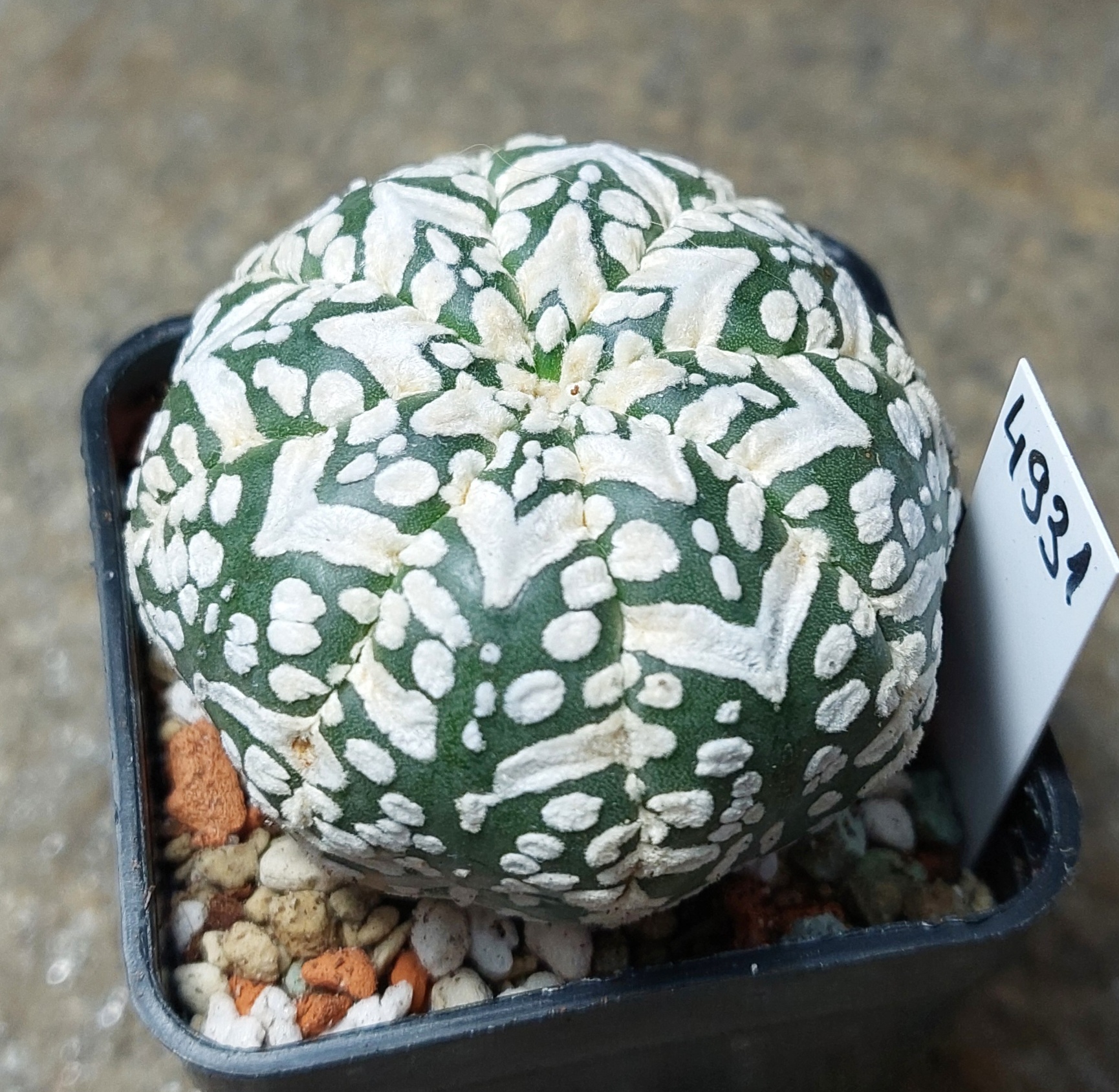 4931 Astrophytum asterias ‘Super Kabuto Miracle’ V-type — Cactus-shop