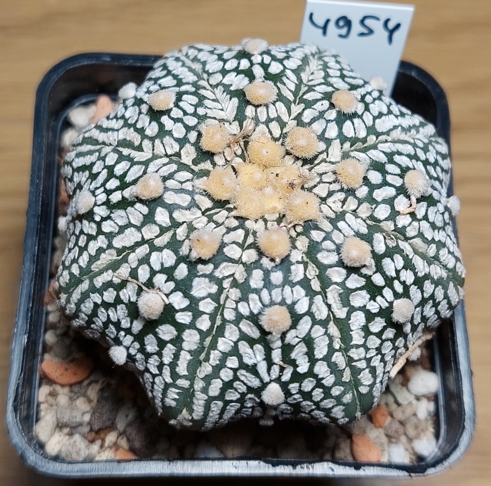 4954 Astrophytum asterias ‘Super Kabuto Miracle’ — Cactus-shop