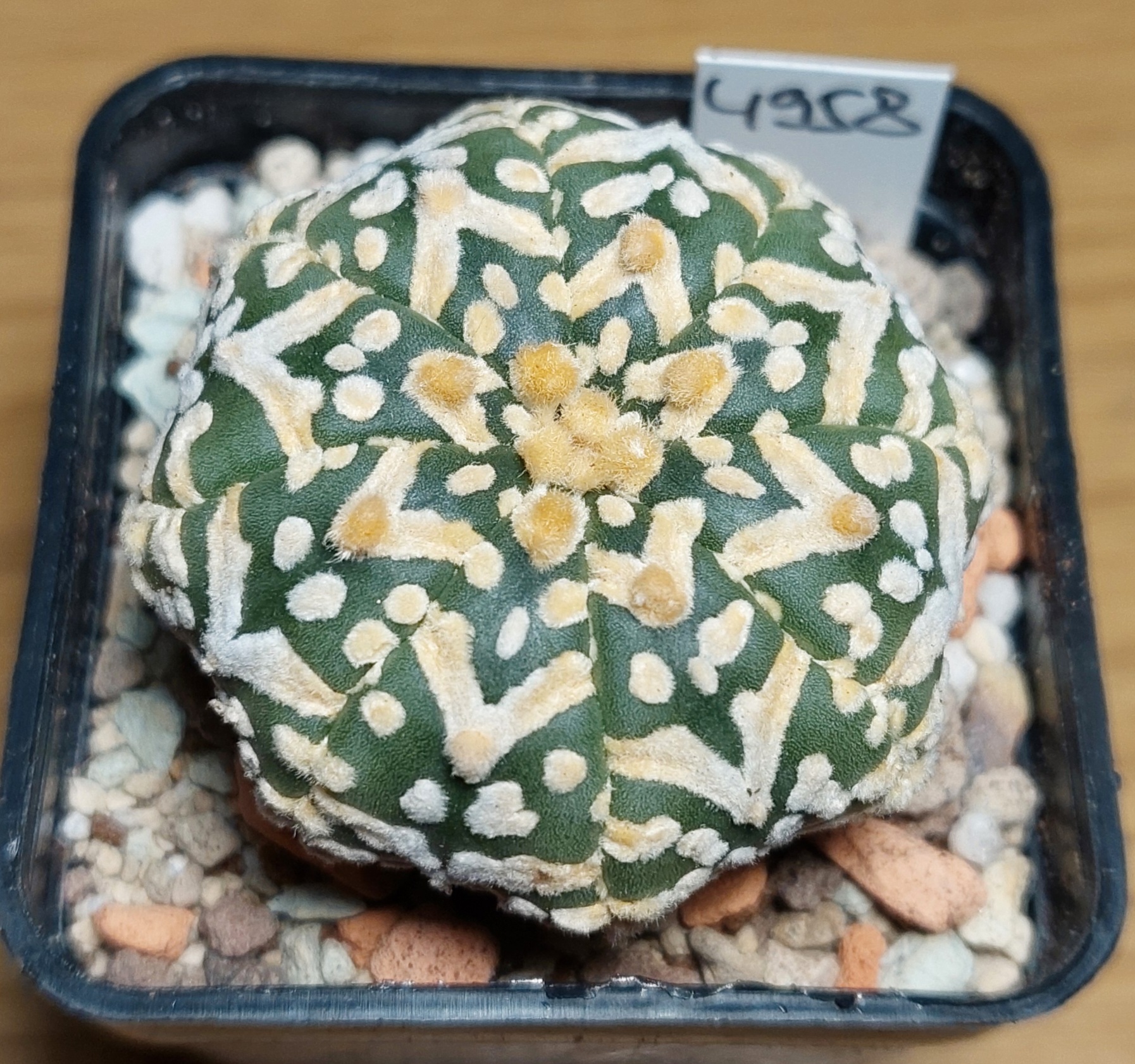 4958 Astrophytum asterias ‘Super Kabuto Miracle’ V - type — Cactus-shop