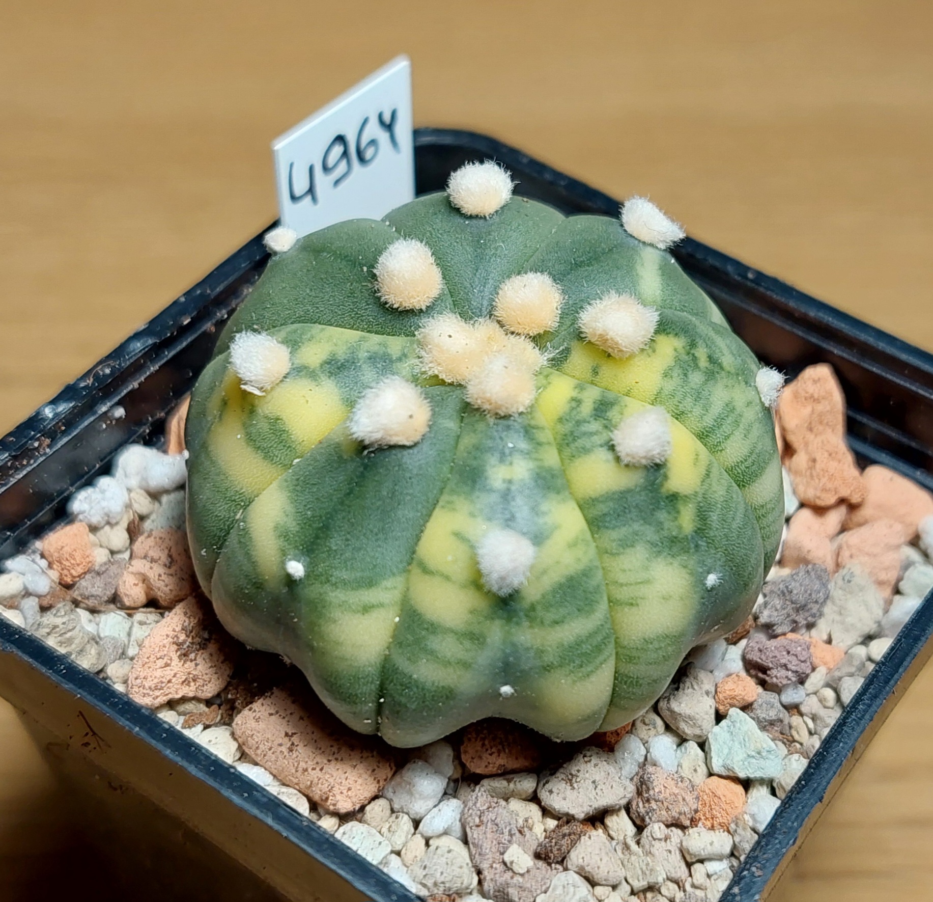 4964 Astrophytum asterias ‘Miracle’ f.variegata — Cactus-shop