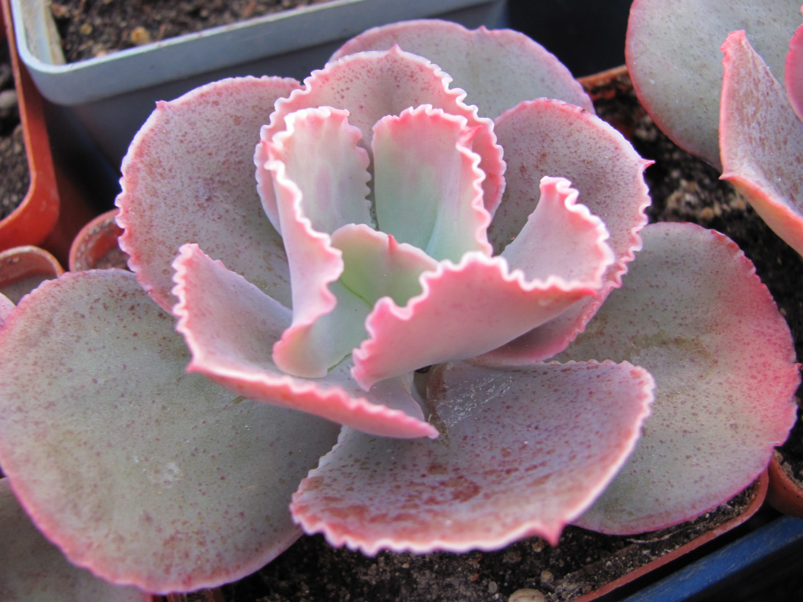 Товары — Страница 21 из 1708 — Cactus-shop